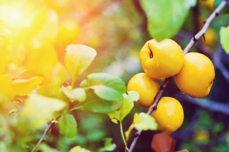 Rezept Quitten-Kuchen - goldener Herbst | Miomente Entdeckermagazin